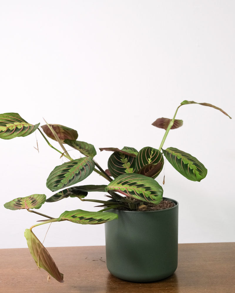 Maranta - Pflege und Arten [Pflanzenlexikon] – feey GmbH