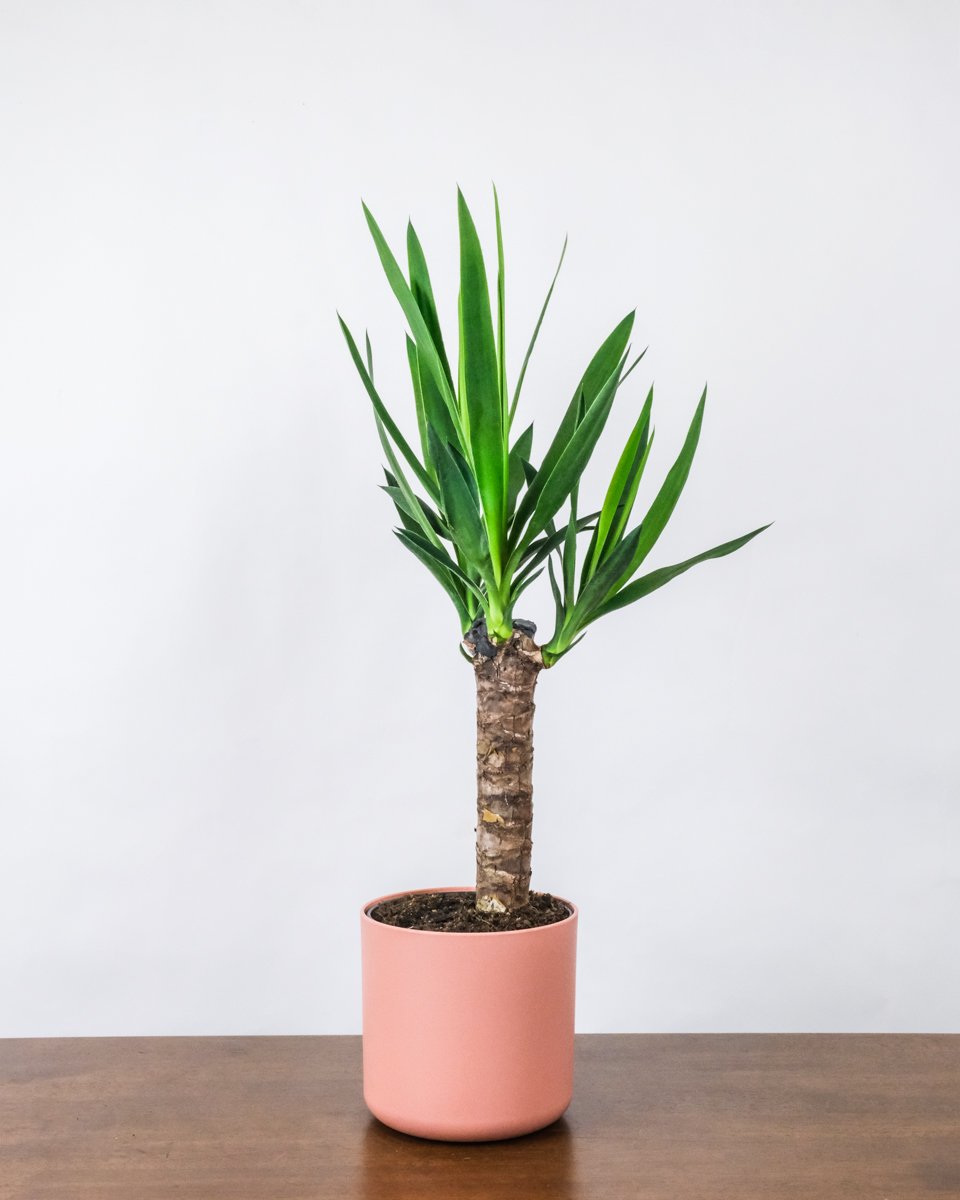 Wunderbar Yucca Palme Klein Ebenbild