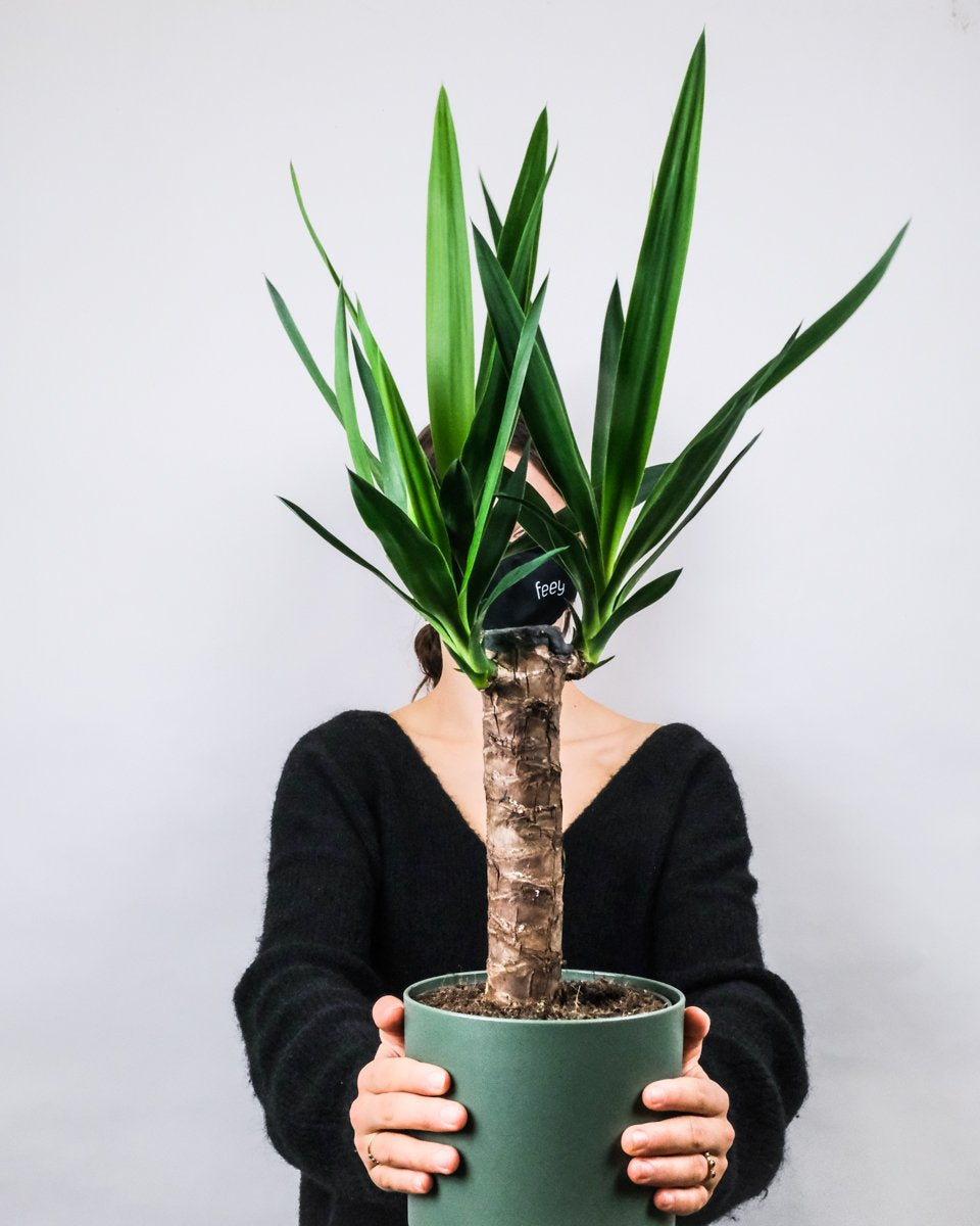 Wunderbar Yucca Palme Klein Ebenbild